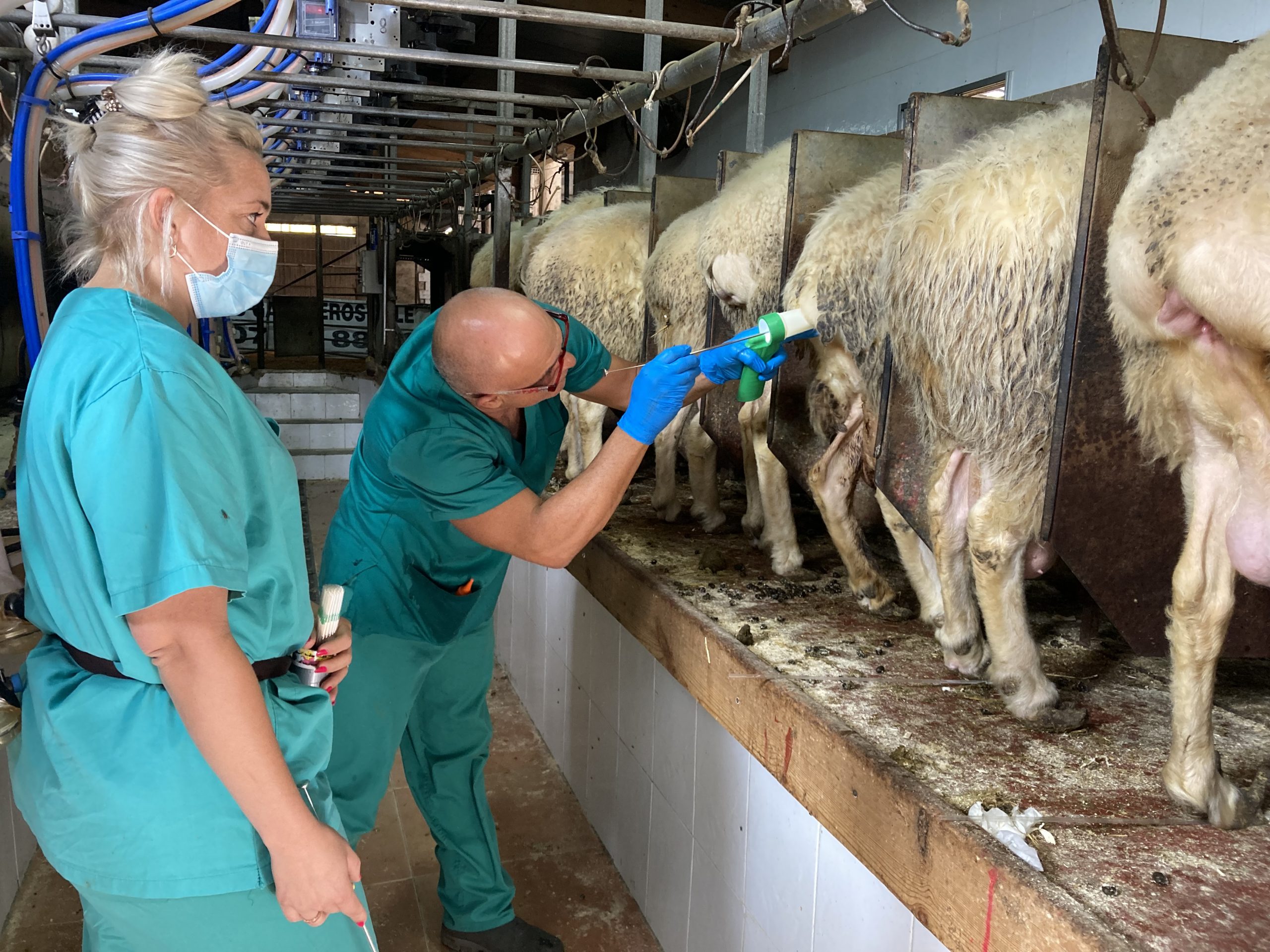 INSEMINACIONES 2021- Santagonza Ovino Selecto